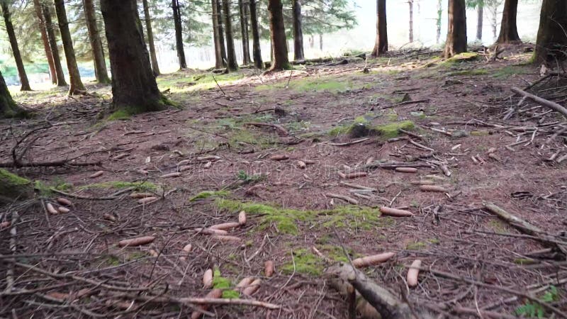 Camera Moving Forward through the Trees in a Lush Forest Stock Video ...