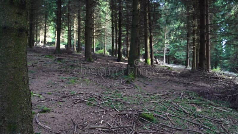 Camera Moving Forward through the Trees in a Lush Forest Stock Footage ...