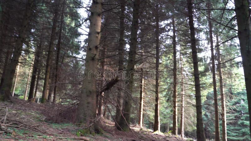 Camera Moving Forward through the Trees in a Lush Forest Stock Footage ...
