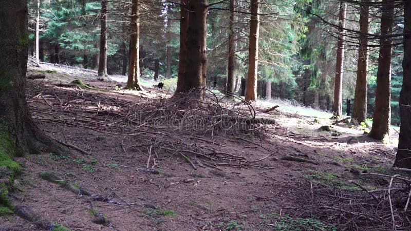 Camera Moving Forward through the Trees in a Lush Forest Stock Footage ...