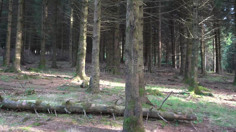 Camera Moving Forward through the Trees in a Lush Forest Stock Footage ...