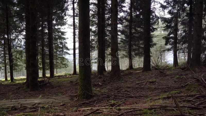 Camera Moving Forward through the Trees in a Lush Forest Stock Video ...