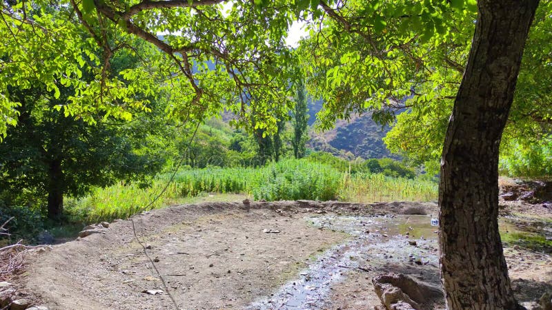 Camera Moving Over Beautiful Mountain Trees in Morocco, Taberrant ...