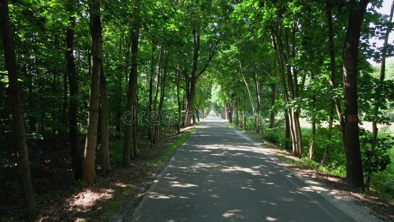 Camera Moving on Road through Forest with Sunlight Beams Stock Video ...