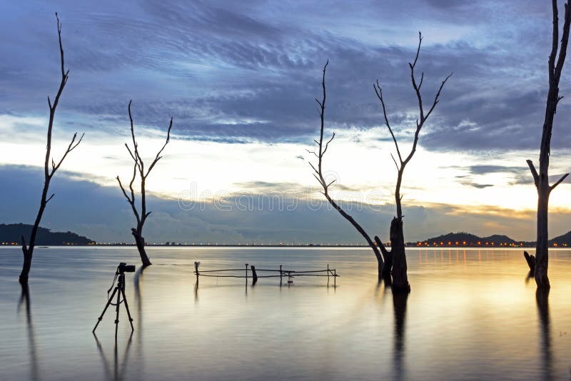 Camera of Photographer Taking Photo Dry Tree in the River Stock Photo ...