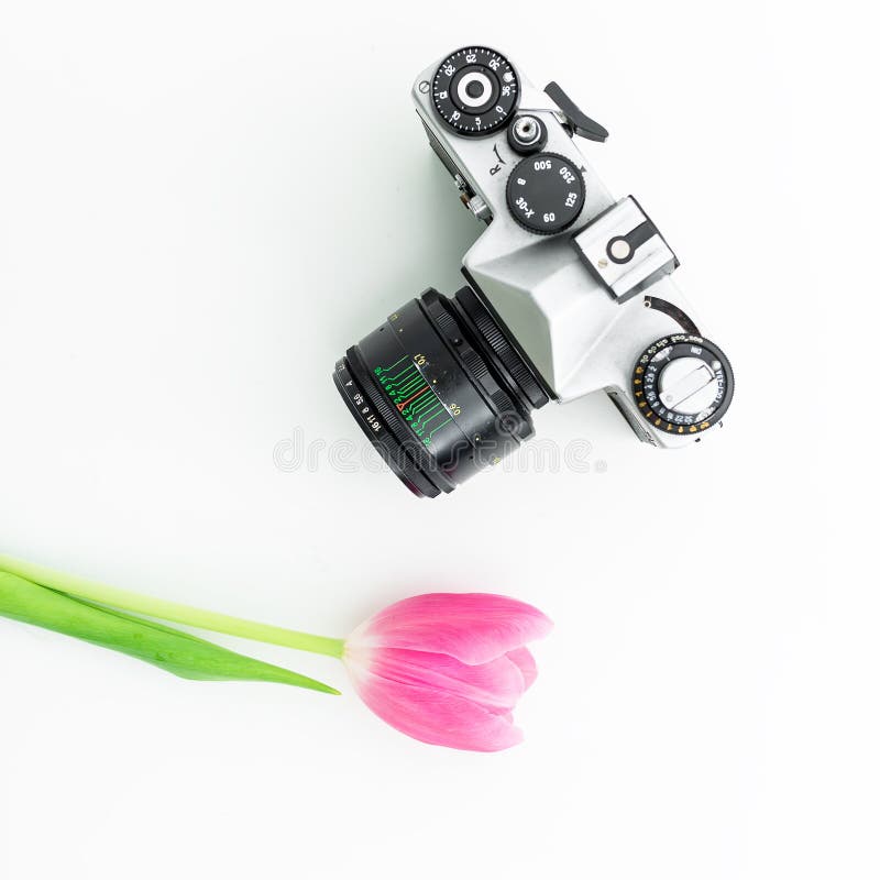 Pink Tulip Flowers on White Background. Flat Lay. Top View Stock Photo ...