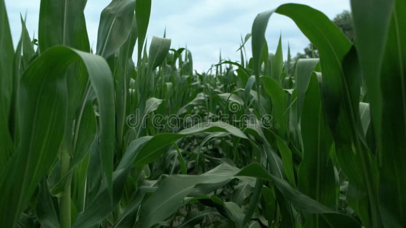Camera Point of View Walking through Corn Field in the Evening. Walk in ...