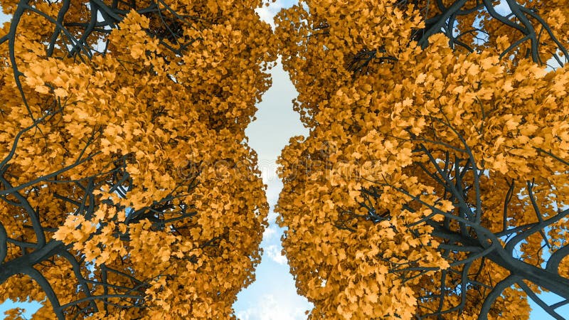 Camera Moving Forward between the Maple Trees Stock Footage - Video of ...