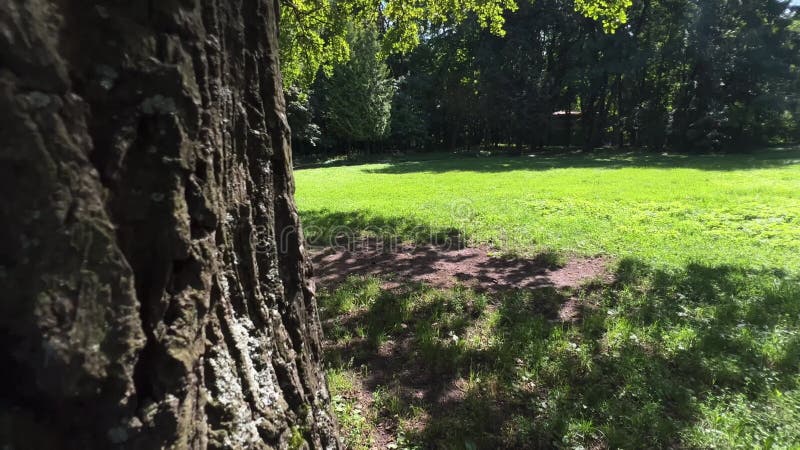 The Camera Pulls Out from Behind a Tree Trunk Onto a Sunny Forest ...