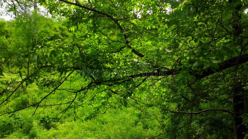 The Camera Rises Along the Trunk of the Tree. Stock Video - Video of ...