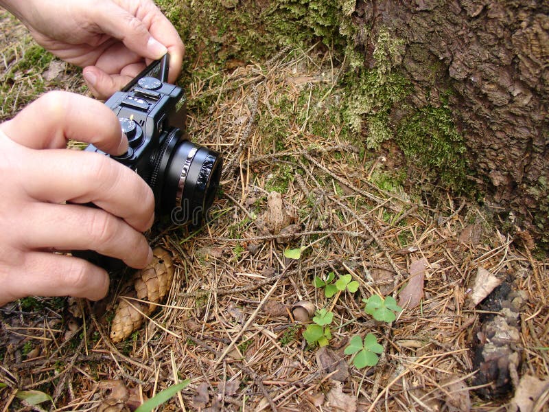 Camera shot forest frog stock image. Image of green, brown - 83134013
