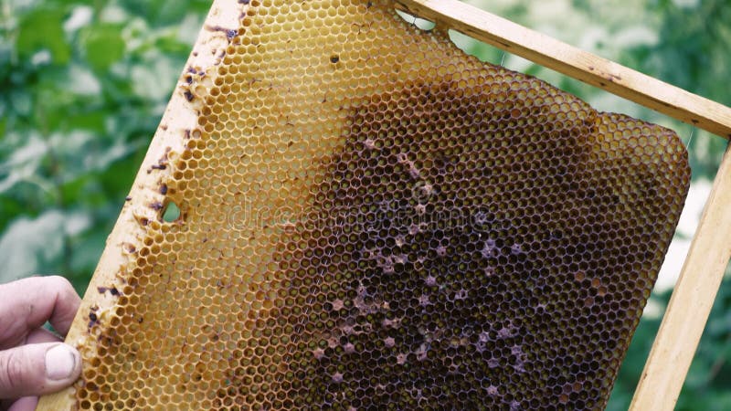 Camera Slides Over on Empty Wax Honeycombs. Close Up of Honeycomb Frame ...