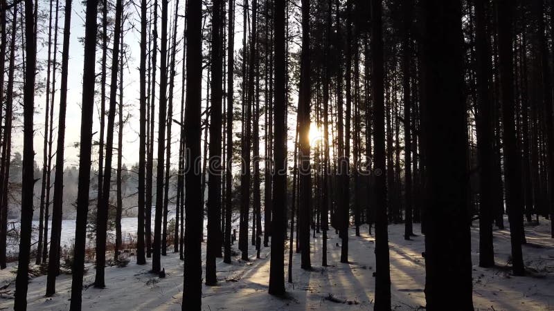 Camera Slides between Pine Tree Trunks. Stock Video - Video of green ...