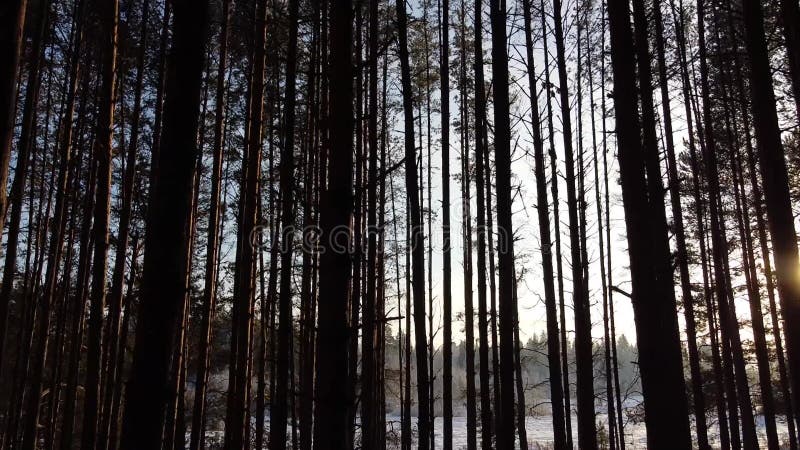 Camera Slides between Pine Tree Trunks. Stock Footage - Video of forest ...