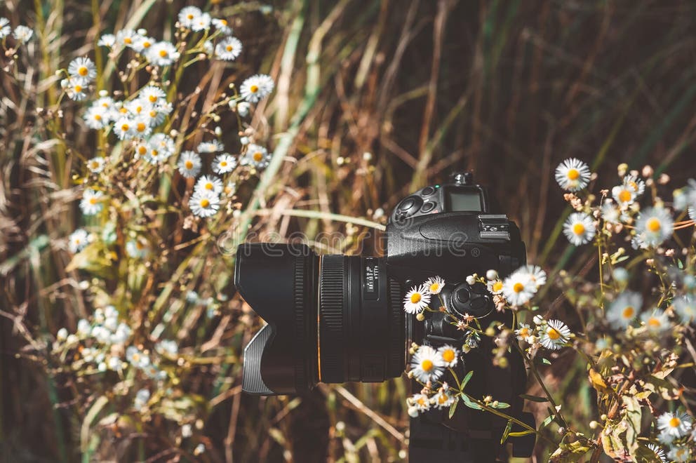The Camera Stands on a Tripod among Beautiful Daisies Stock Image ...