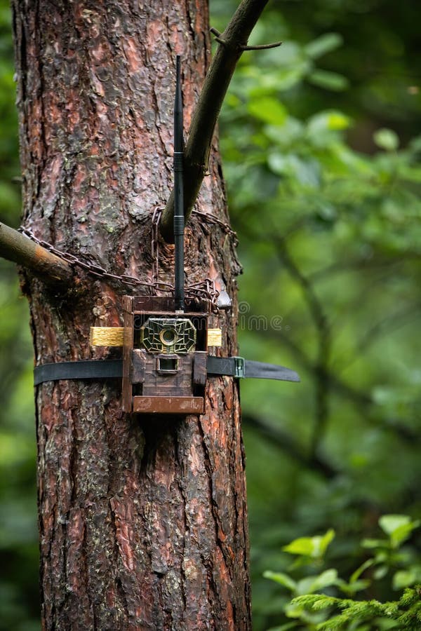 Camera Trap Attached To a Tree with Lock in Summer Forest. Stock Photo ...