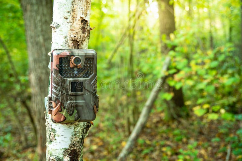 Camera Trap on a Birch Tree Trunk in the Forest Stock Image - Image of ...
