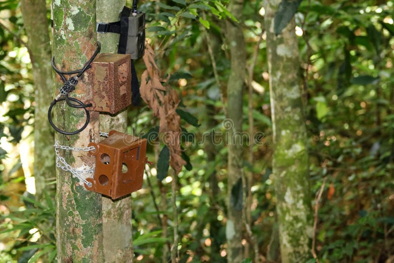 Camera Trap Box or Case Attaches To a Tree in the Rain Forest Stock ...