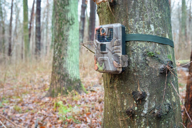 A Camera Trap Hanging on a Tree Stock Photo - Image of forest, animal ...