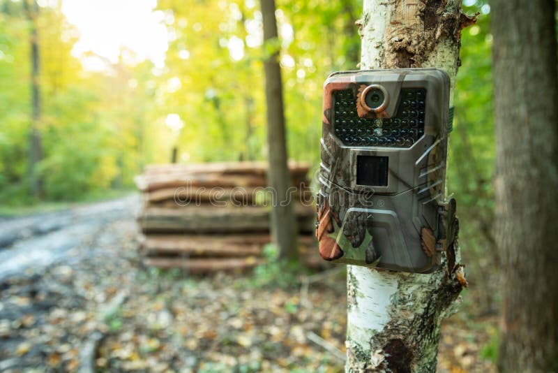 Camera Trap Mounted on a Tree in the Forest Stock Image - Image of ...