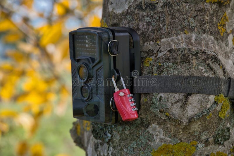 Camera Trap Mounted on a Tree Trunk and Secured with a Combination Lock ...