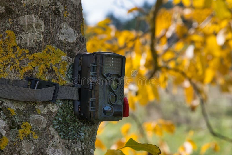 Camera Trap Mounted on a Tree Trunk and Secured with a Combination Lock ...