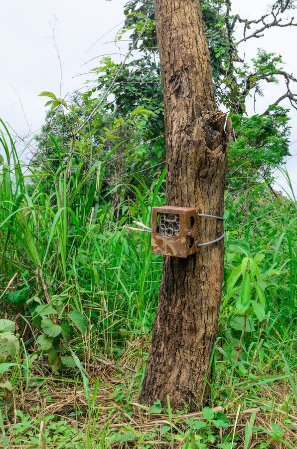 Camera Trap for Research Wildlife Stock Photo - Image of grassland ...