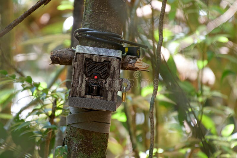 Camera Traps Installed in Khao Yai National Park, Thailand Stock Image ...