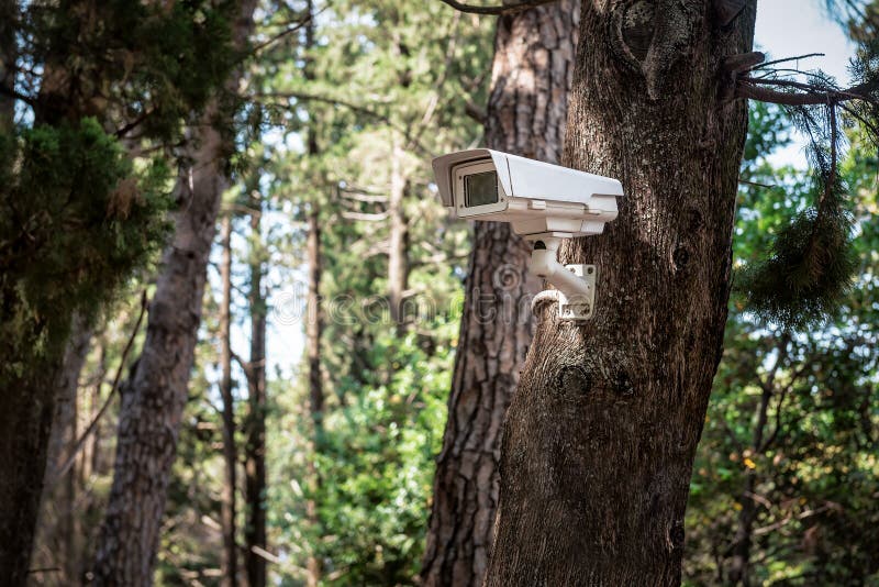 Camera on the Tree in the Forest Stock Image - Image of modern, guard ...