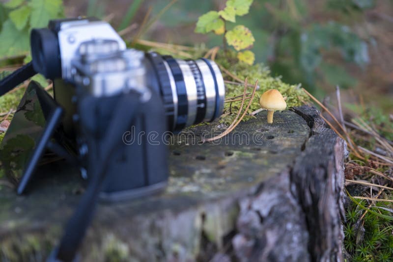Camera on a Tree Stump in the Forest, Lens Focused on a Mushroom, Close ...