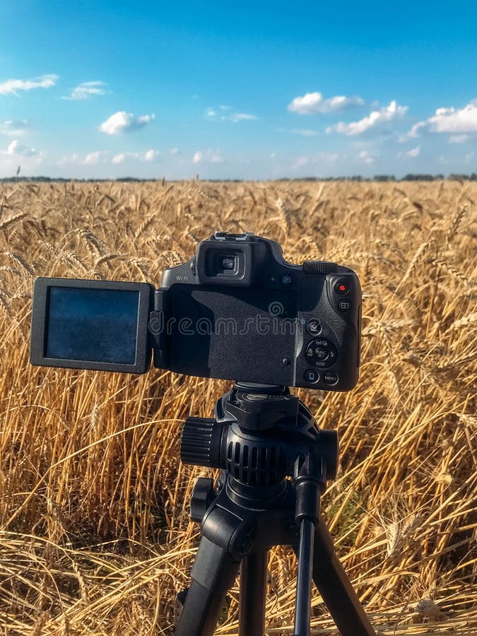 Camera on the Tripod in Wheat Field Stock Photo - Image of beauty ...