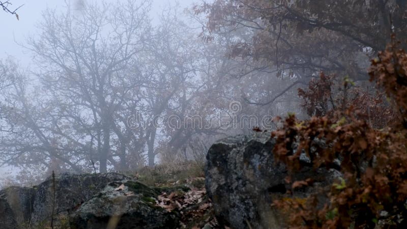 A Camera Turn Around Move through Dark Misty Forest Stock Video - Video ...