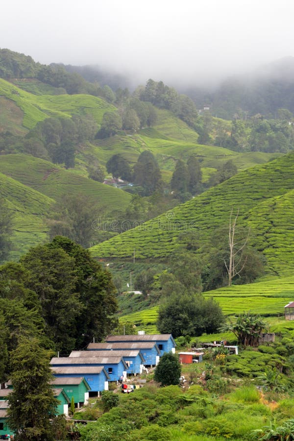 Cameron Highland, Malaysia stock photo. Image of landscape - 10964620