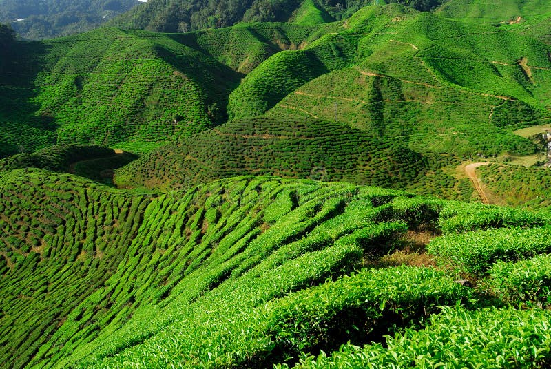 Cameron Highlands stock photo. Image of sungai, pahang - 26571334