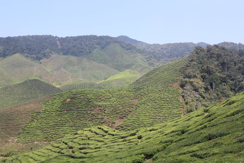 Cameron Highlands stock image. Image of rural, hill, trees - 52830131