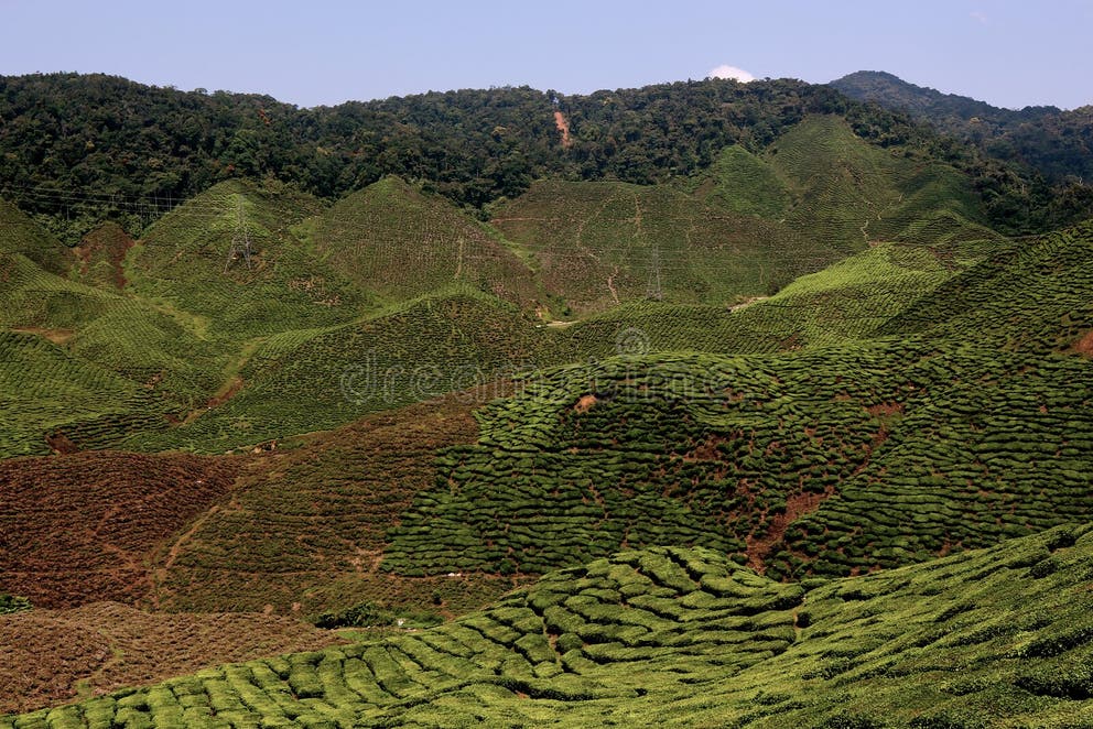 Cameron Highlands stock photo. Image of plantation, trees - 52831392