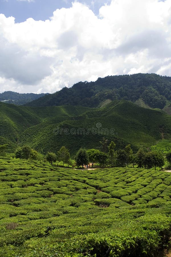 Cameron highlands panorama stock photo. Image of farmland - 13444904