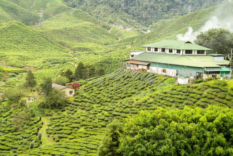 Cameron highlands stock photo. Image of kenya, land, china - 50283876