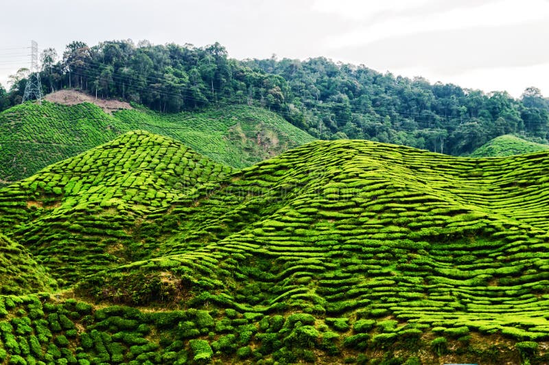 Cameron Highlands stock photo. Image of cloud, climate - 55251846