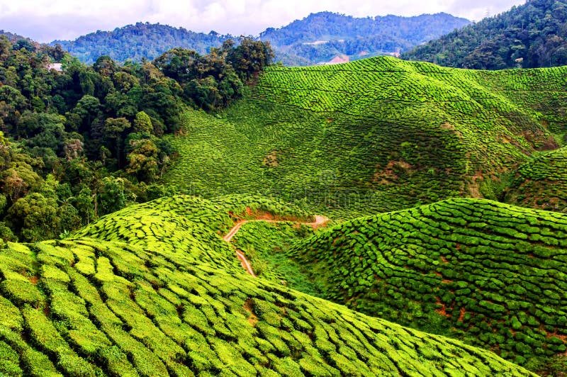 Cameron Highlands stock photo. Image of farmland, high - 55252024