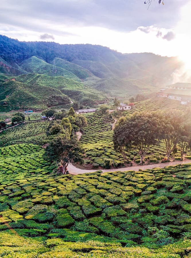 Cameron Highlands stock image. Image of cloud, green - 55253183