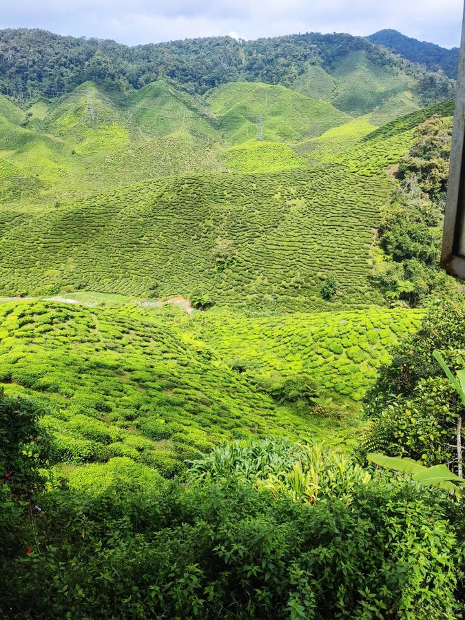 Cameron Highlands view stock image. Image of leaf, deciduous - 266538261