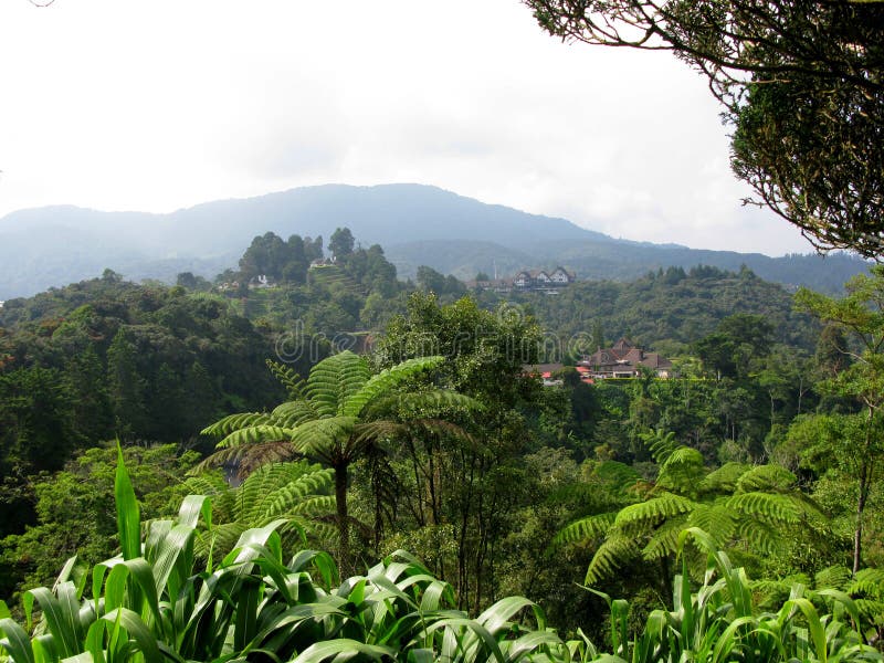 Cameron Highlands 030 stock photo. Image of foliage, malaysia - 78860308