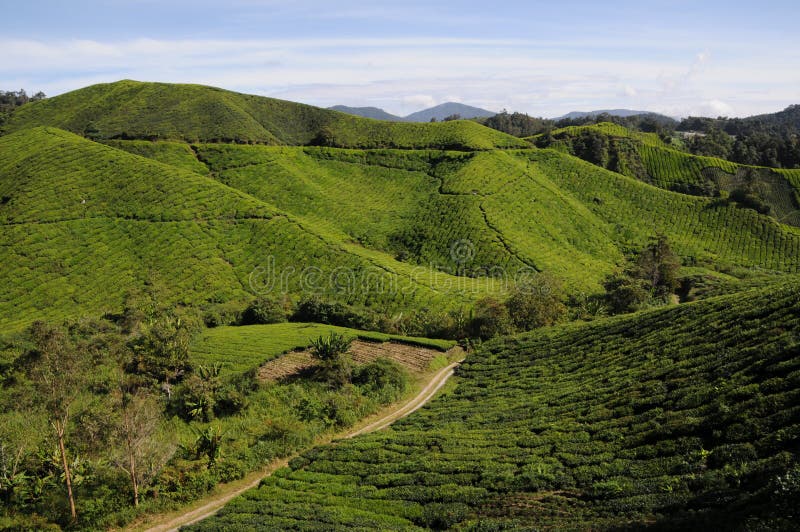 Cameron Tea Plantation stock photo. Image of hill, highlands - 94963120