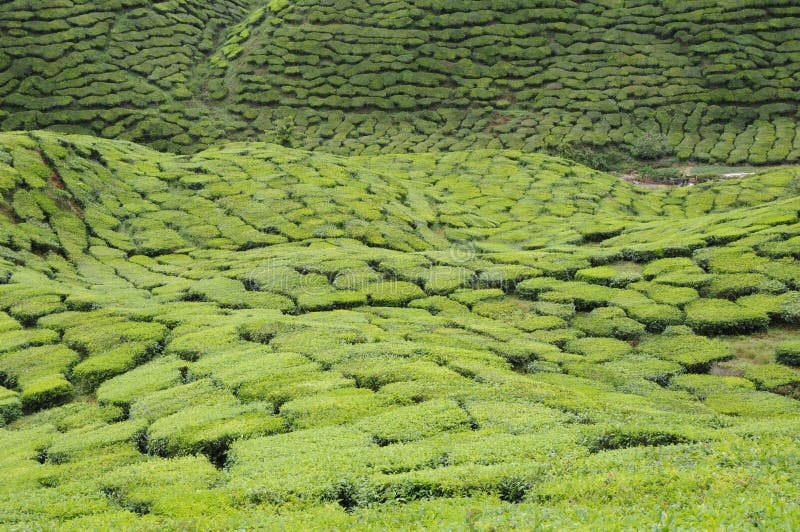 Cameron Tea Plantation stock image. Image of cameron - 94963153