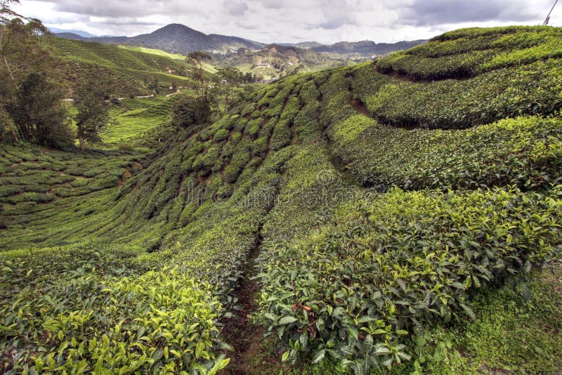 Cameron tea plantations stock photo. Image of highlands - 2743370