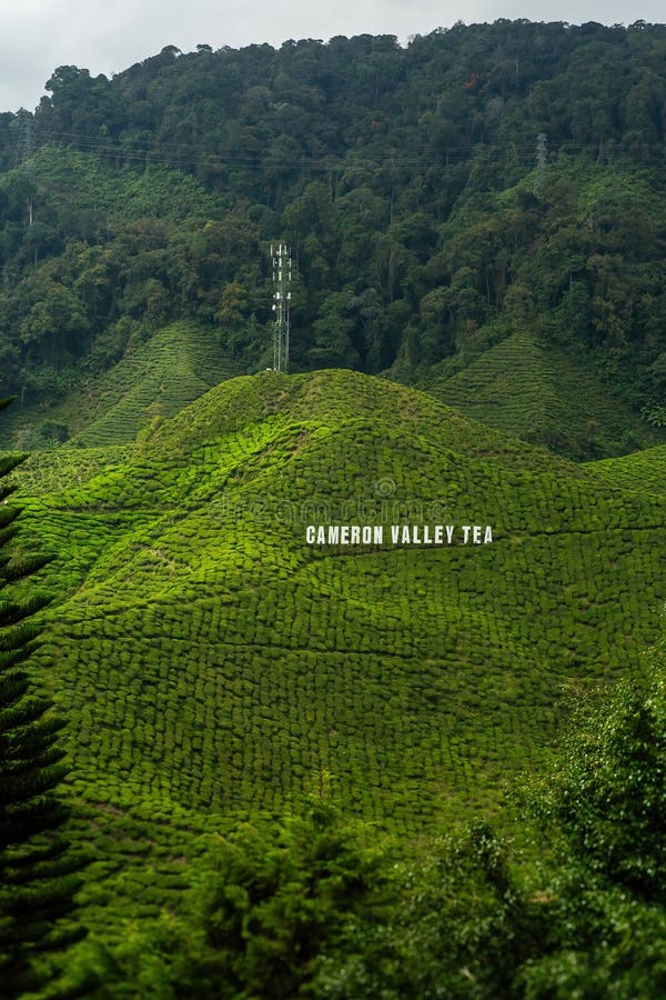 Cameron Valley Tea Sign on the Tea Plantations Mountains Stock Photo ...