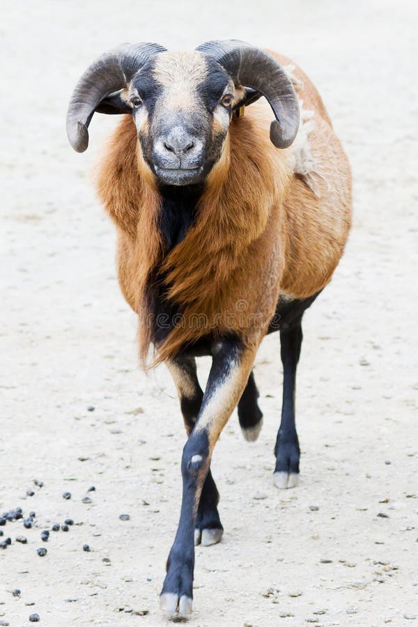 Cameroon Ram stock image. Image of brown, horns, eyes - 4526445