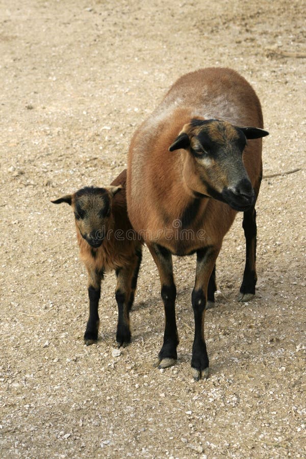 Cameroon sheep - Africa stock image. Image of ears, mother - 4526487
