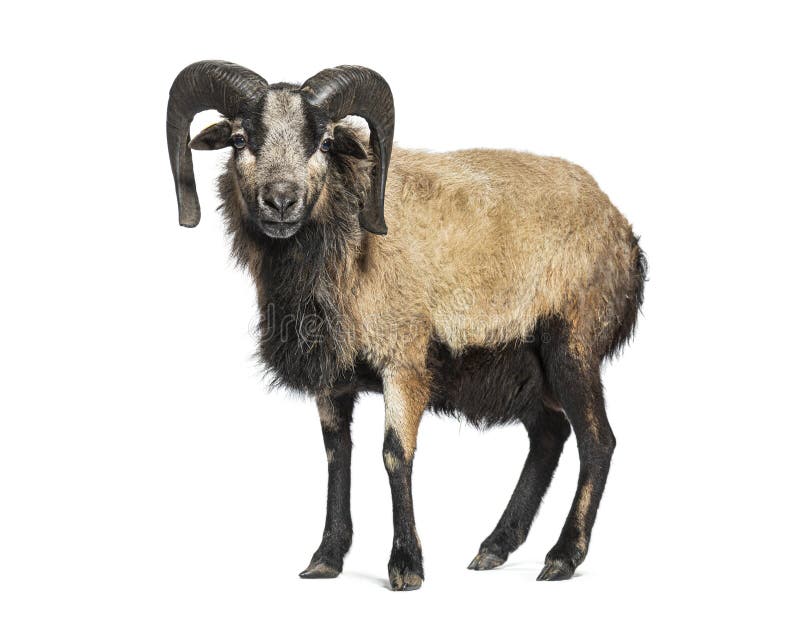 226 Ram Head Side View Stock Photos - Free & Royalty-Free Stock Photos ...